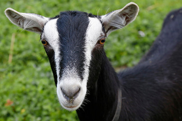 Ever wondered why cheese made with goat’s milk tastes so, well…goaty ...